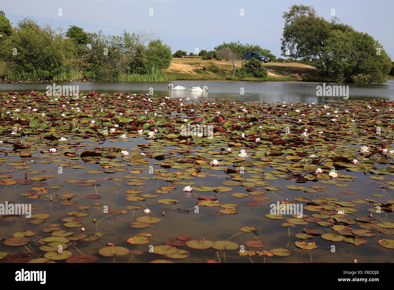 Waterlilies and Swans, Hatch Pond, New Forest National Park, Hampshire ...
