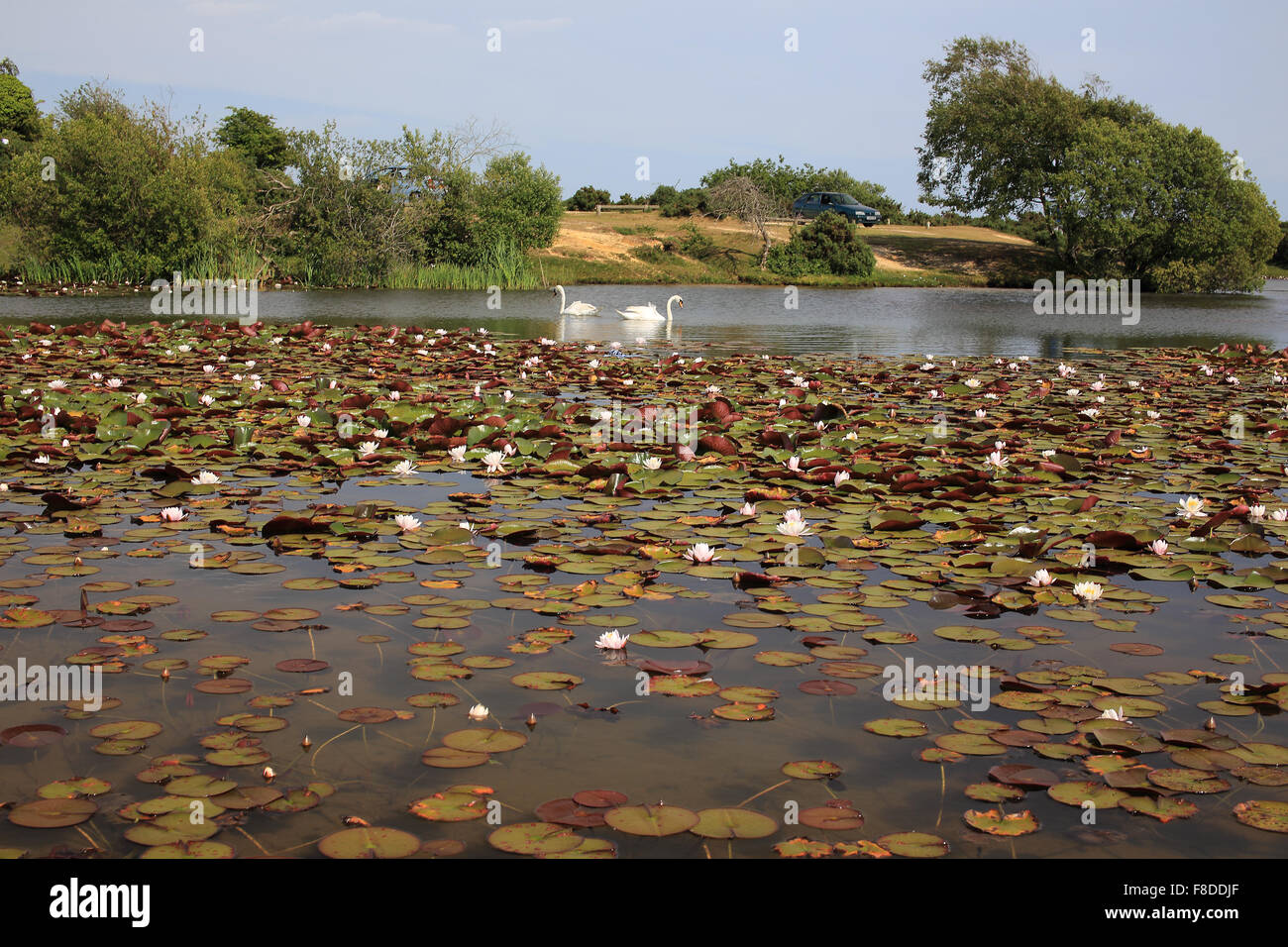 Waterlilies and Swans, Hatch Pond, New Forest National Park, Hampshire ...
