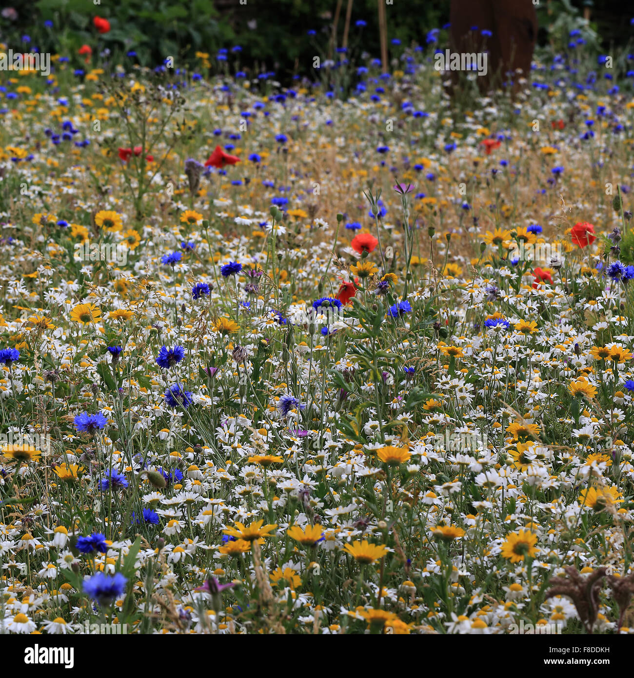 Cornflower meadow england hi-res stock photography and images - Alamy