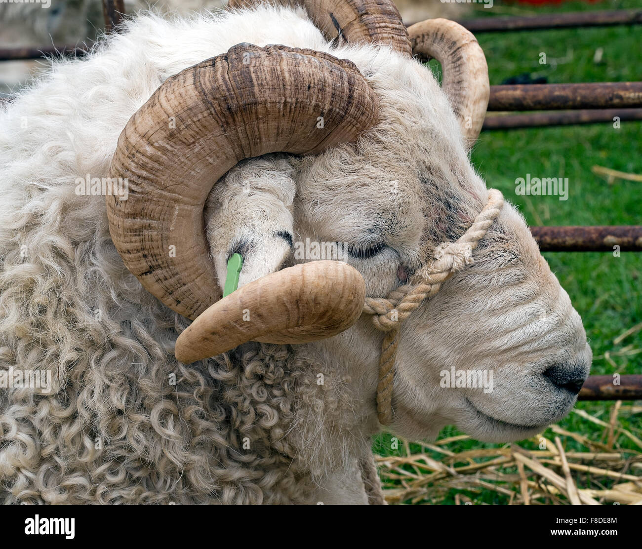 Ram sheep horns hi-res stock photography and images - Alamy