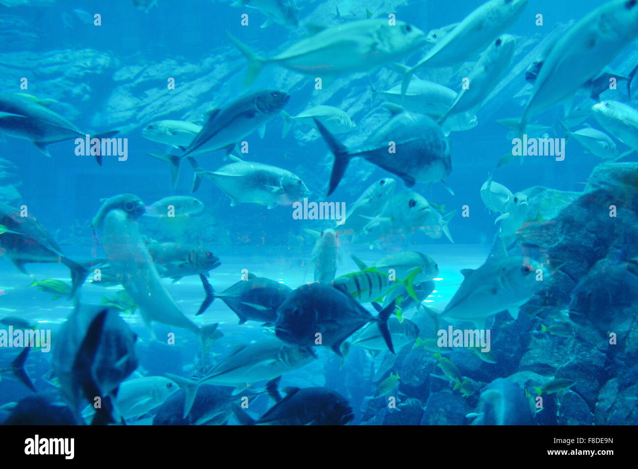blue background ocean underwater aquarium with fishes and reef Stock ...