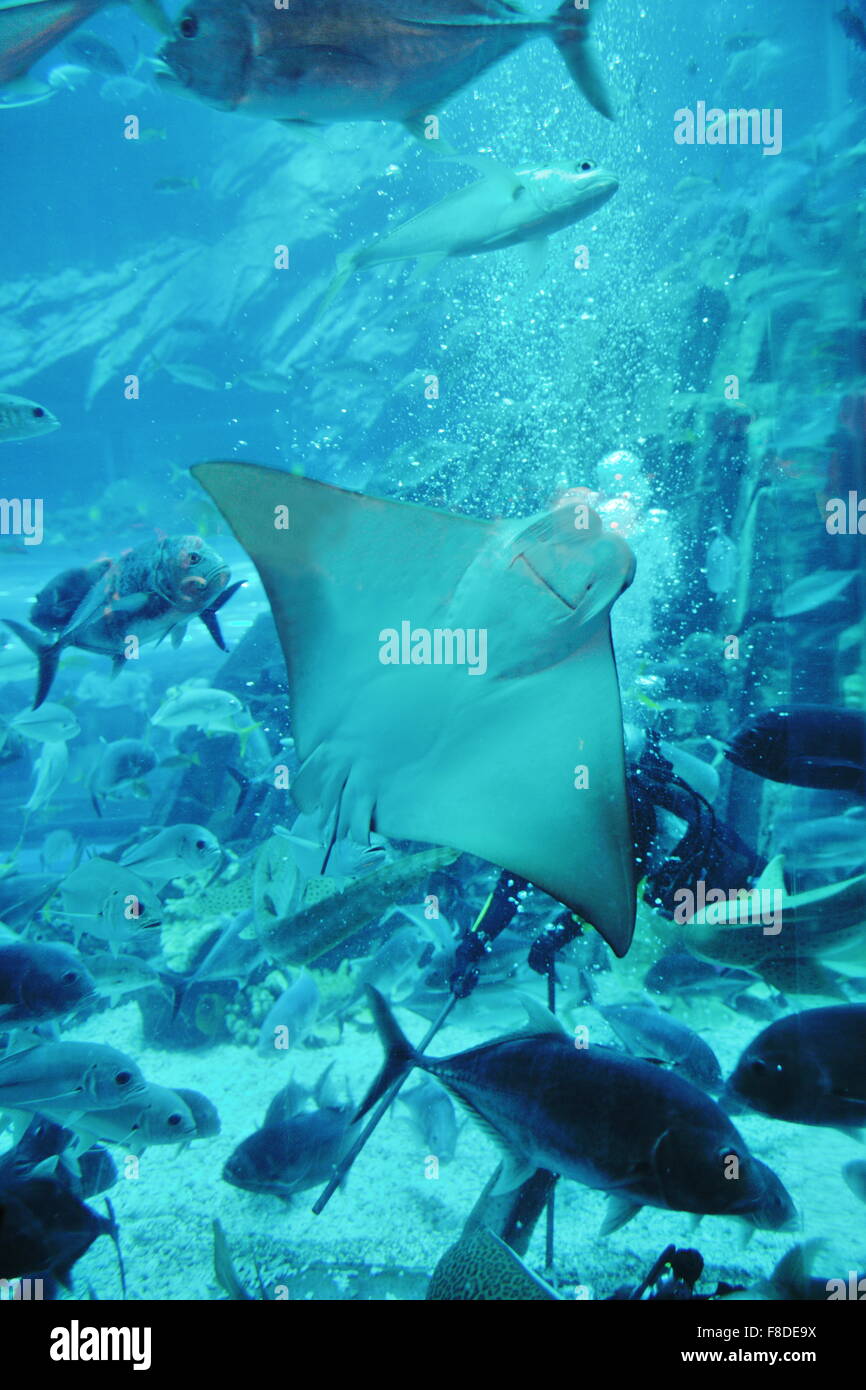 blue background ocean underwater aquarium with fishes and reef Stock ...