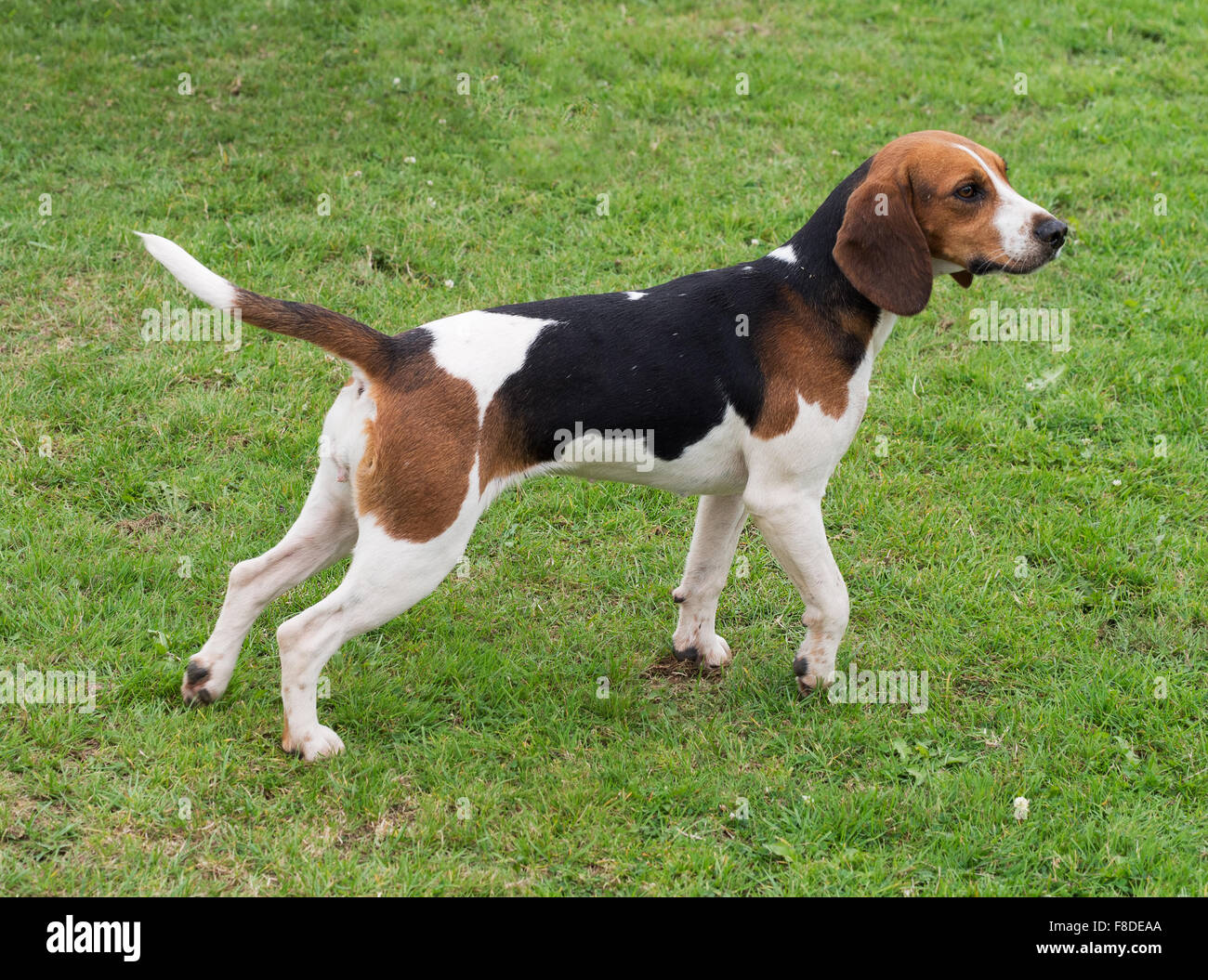 Beagle. Standing and watching Stock Photo - Alamy