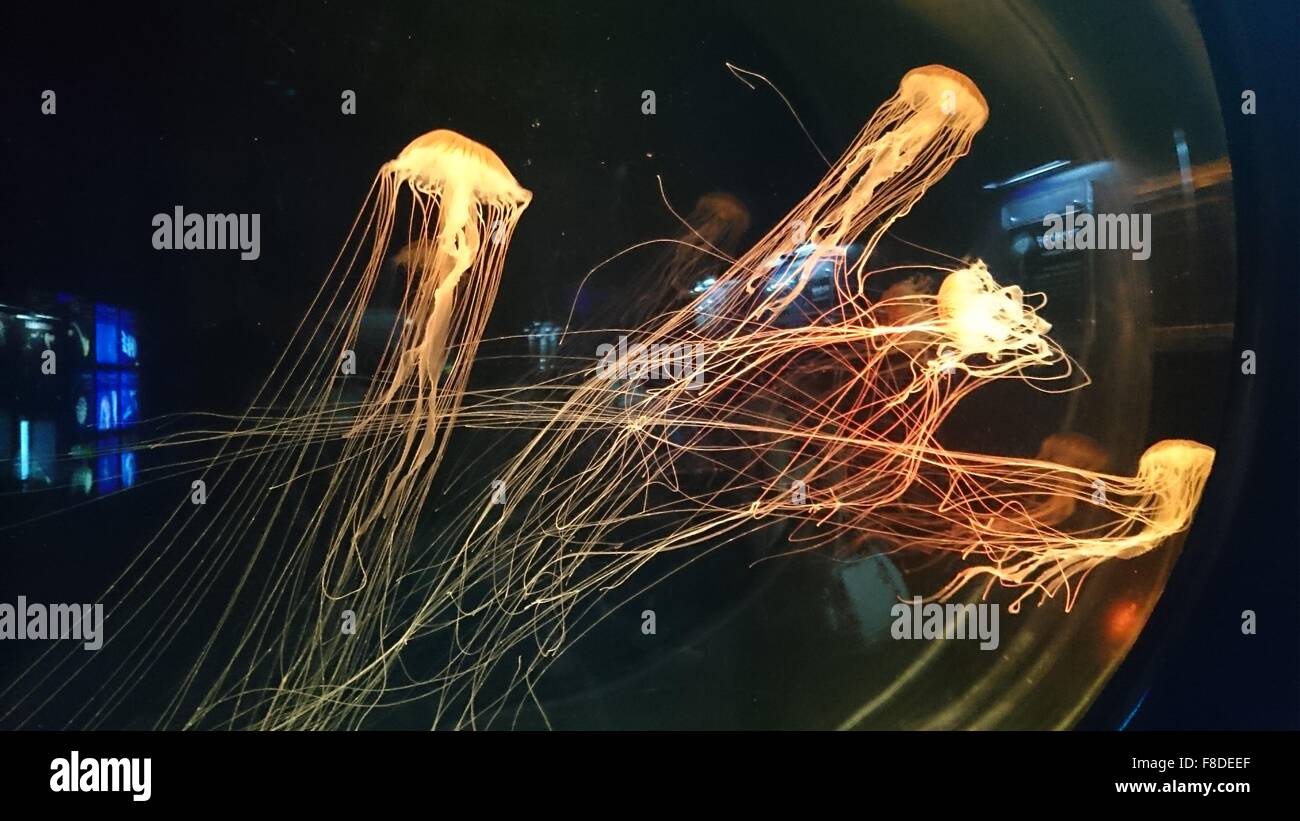 gelly-fish in aquarium and a big turtle Stock Photo - Alamy