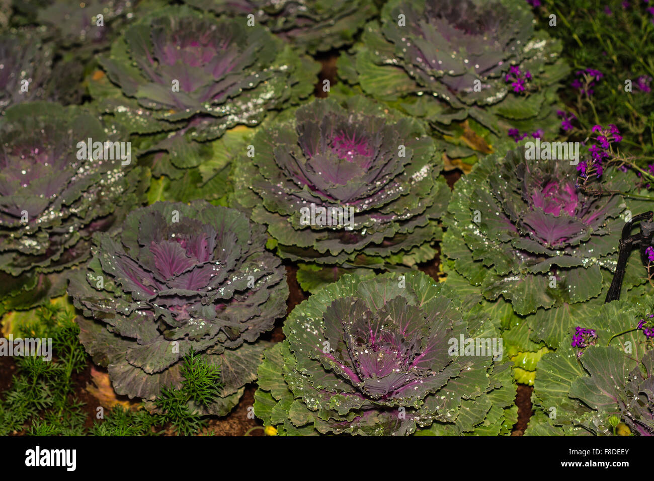 Purple Cabbage in plot Stock Photo - Alamy