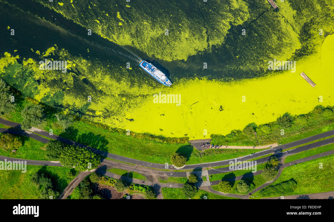 Waterweed, Elodea, the passenger ship Schwalbe II puts on Witten page ...