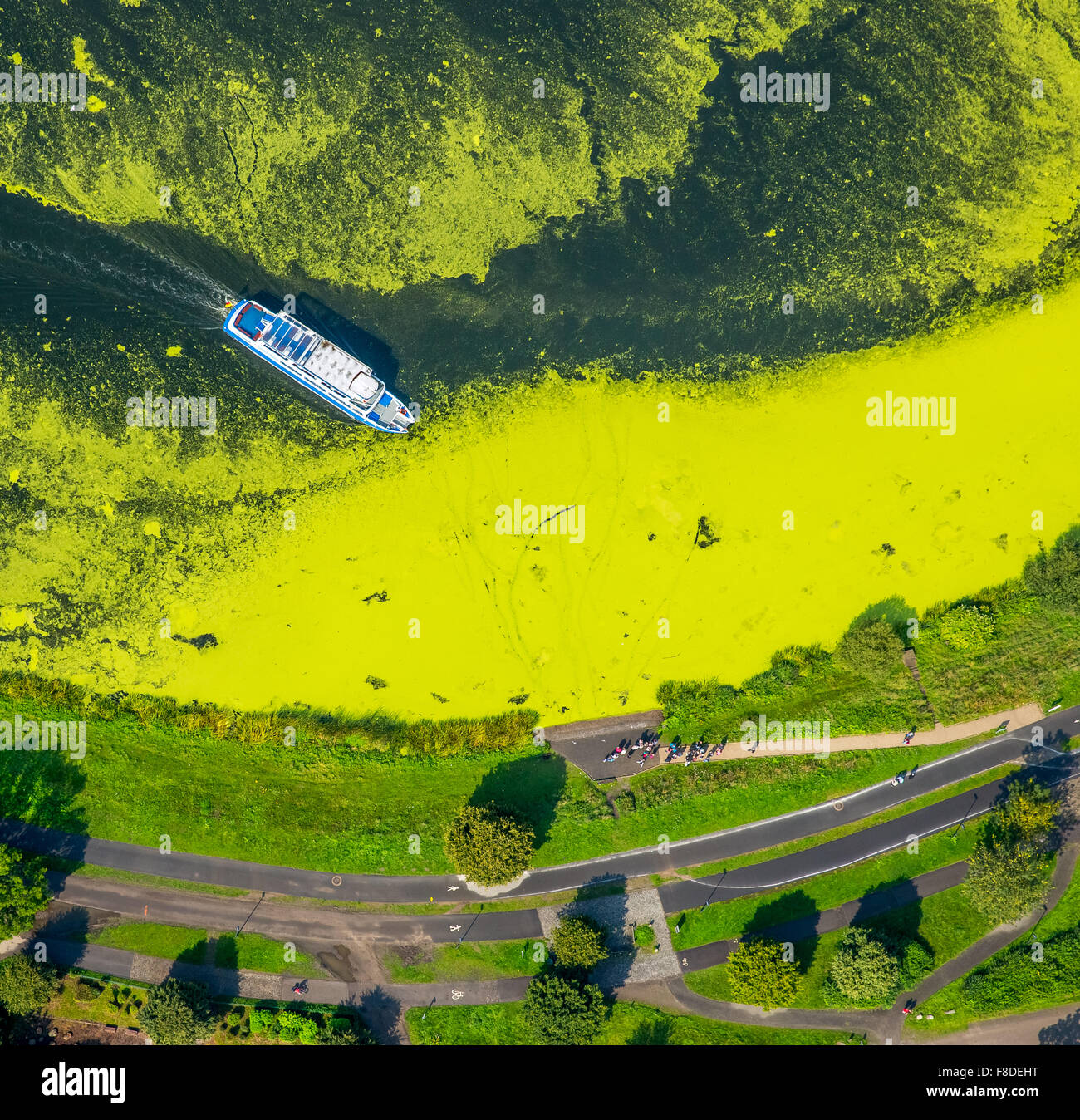 Waterweed, Elodea, the passenger ship Schwalbe II puts on Witten page ...