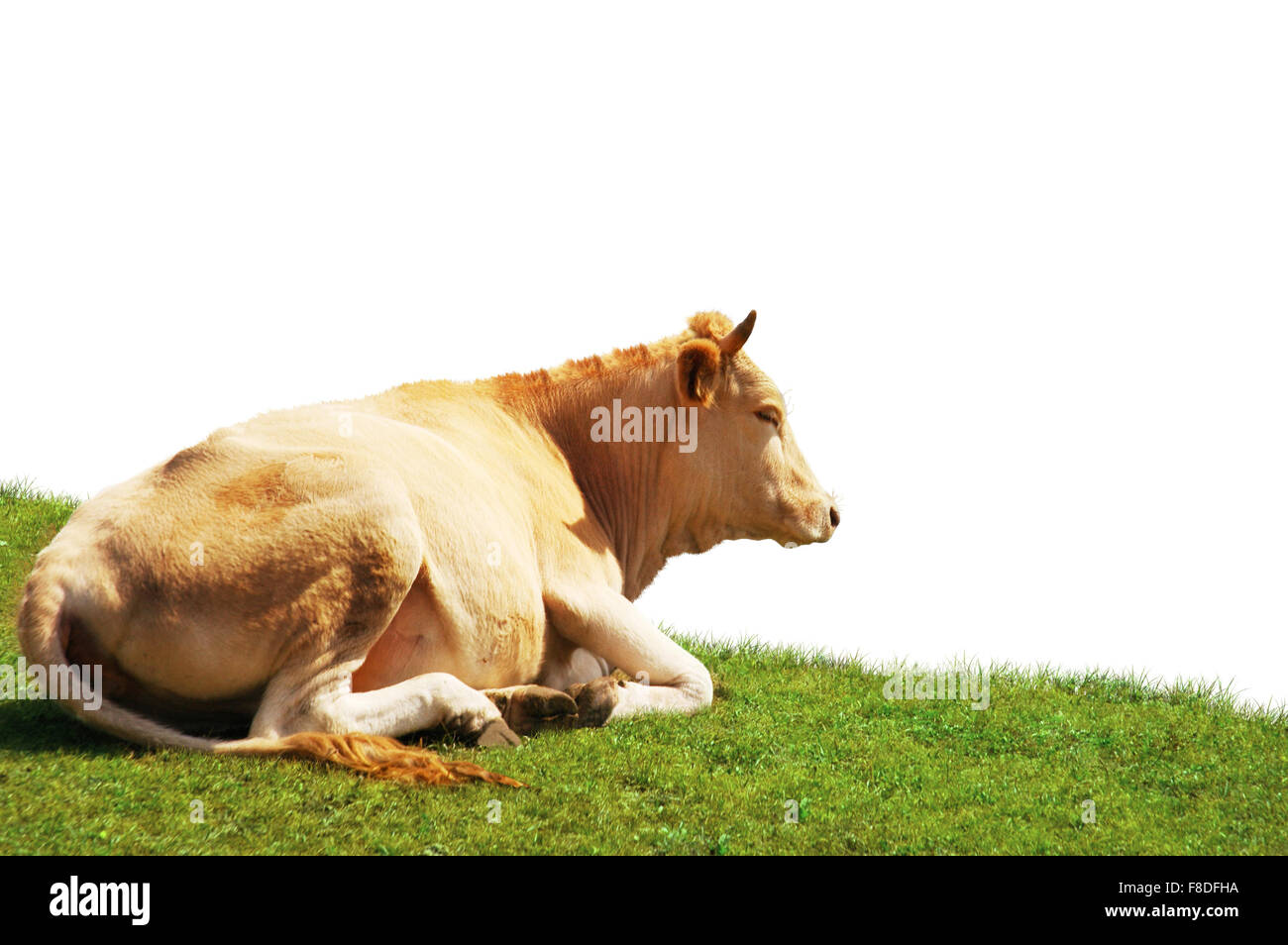 Cow isolated at the green field Stock Photo - Alamy