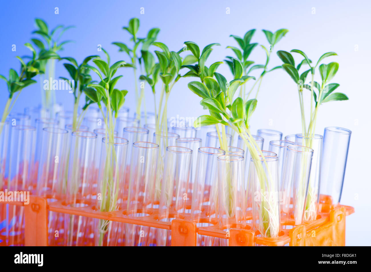 Lab experiment with green seedlings Stock Photo - Alamy