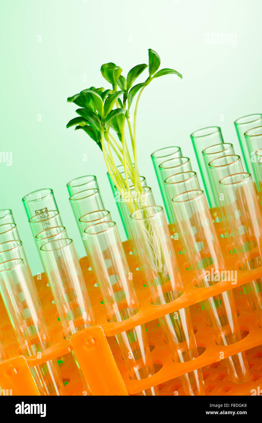 Experiment with green seedlings in the lab Stock Photo - Alamy