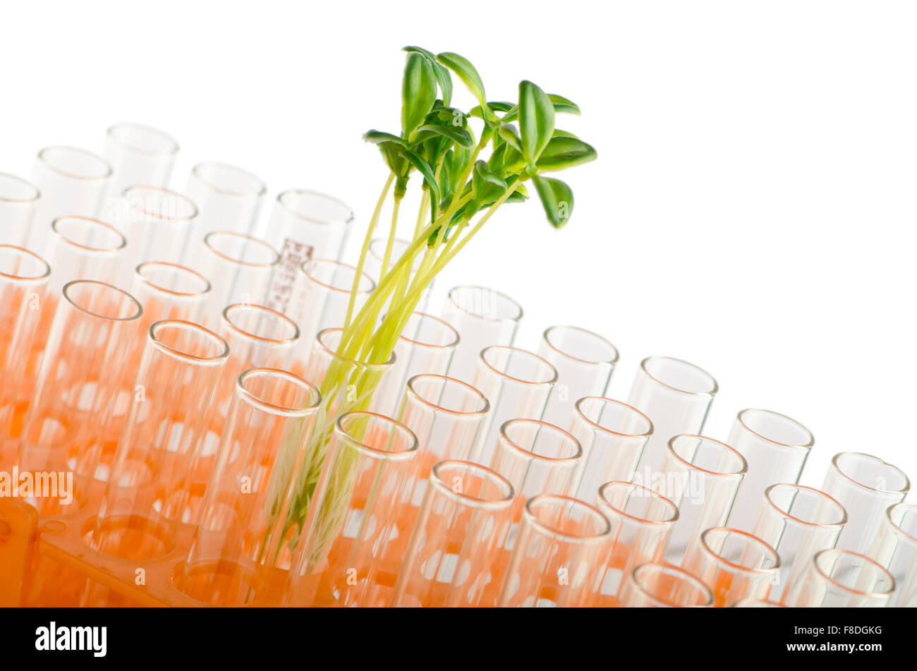 Experiment with green seedlings in the lab Stock Photo - Alamy