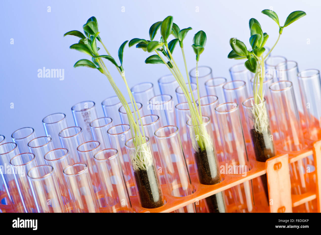 Experiment with green seedlings in the lab Stock Photo - Alamy
