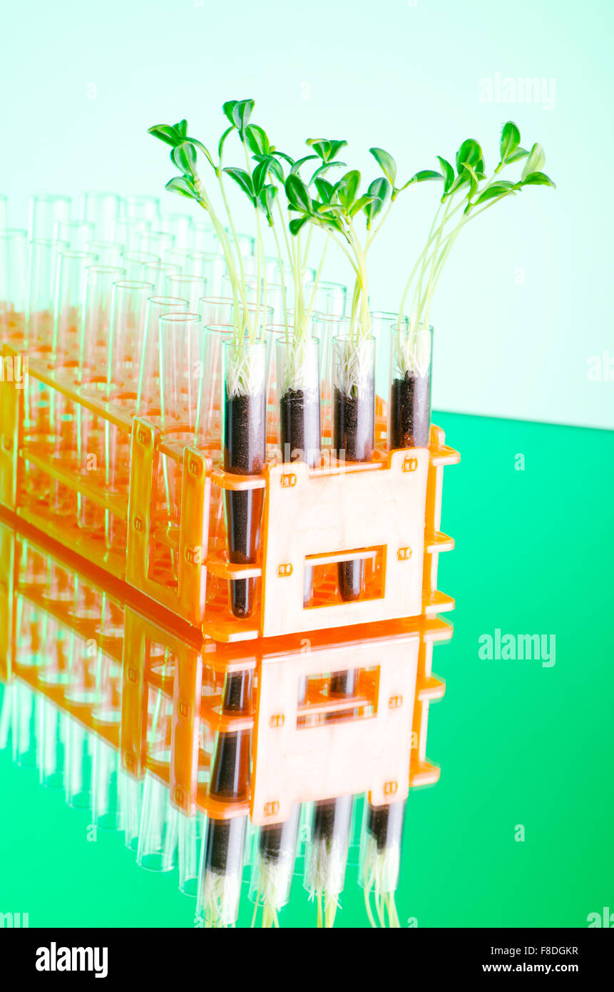 Lab experiment with green seedlings Stock Photo - Alamy