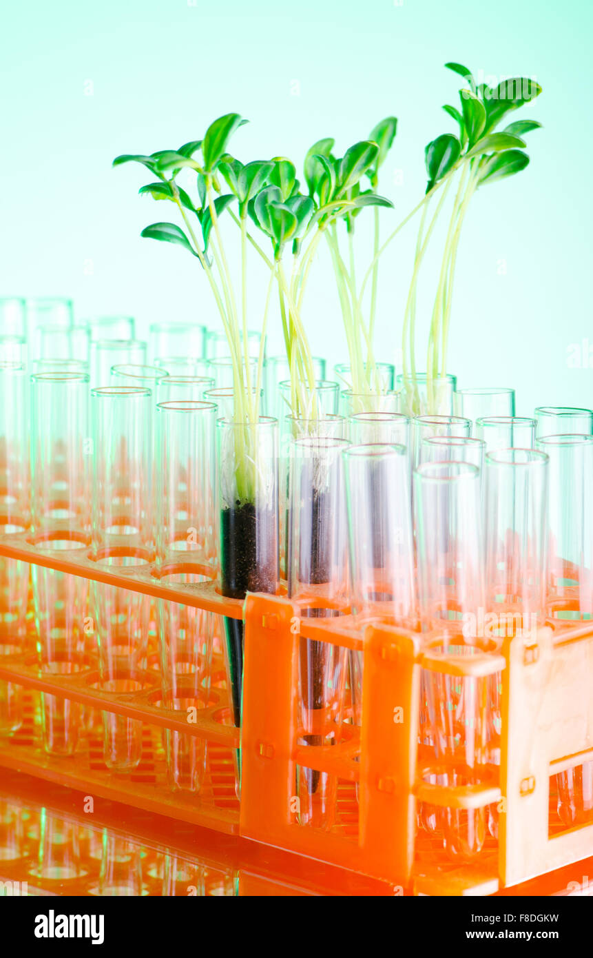 Lab experiment with green seedlings Stock Photo - Alamy