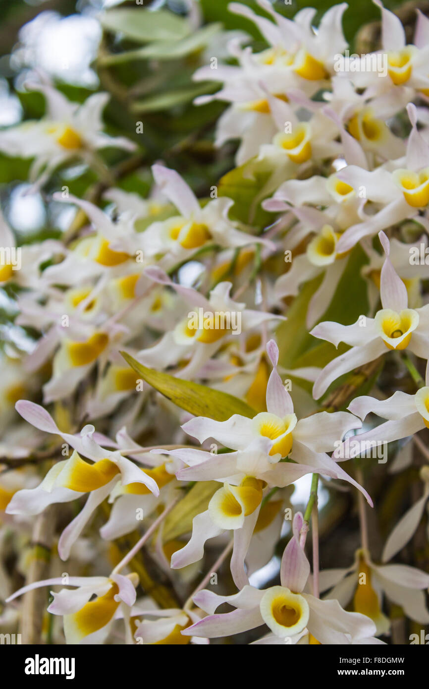White orchid tree hi-res stock photography and images - Alamy