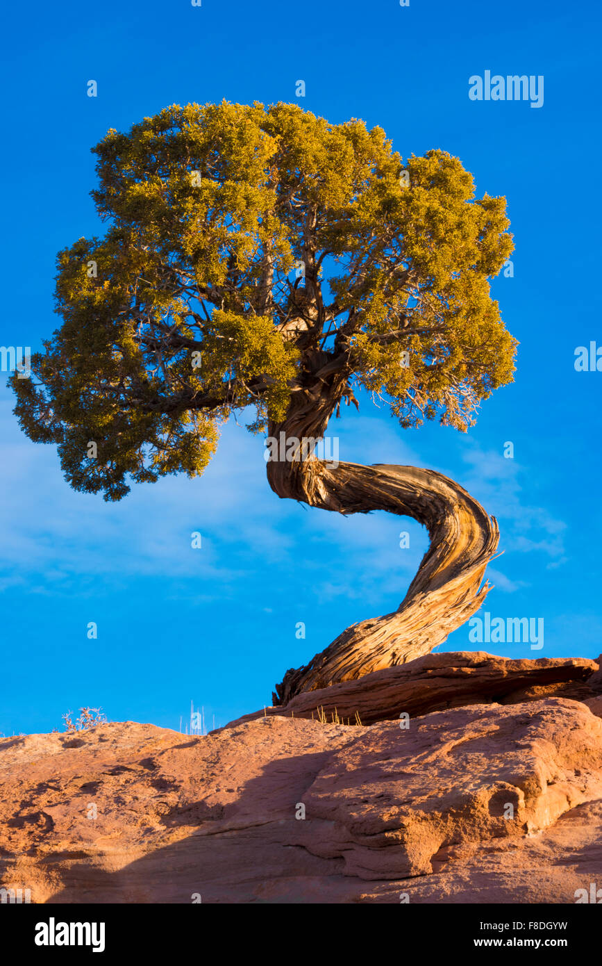 Twisted Utah juniper, Dead Horse Point State park, Utah Juniperus ...