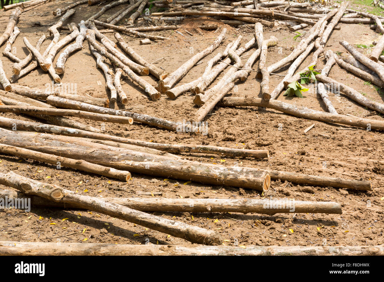 Wooden Cut in Costa Rica Stock Photo - Alamy