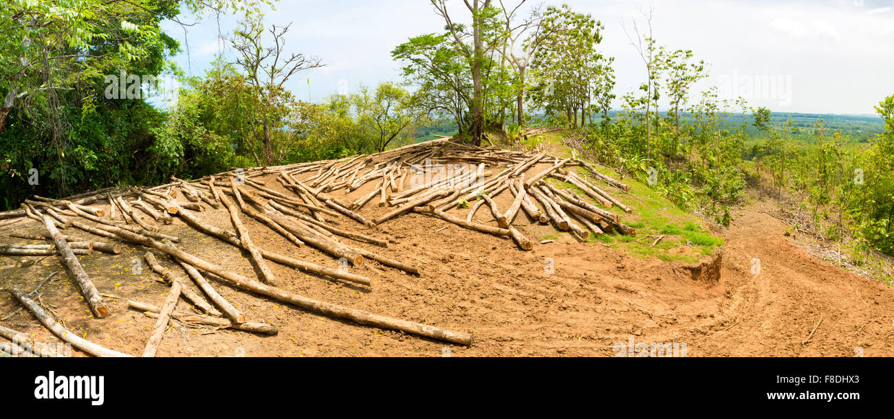 Wooden Cut in Costa Rica Stock Photo - Alamy