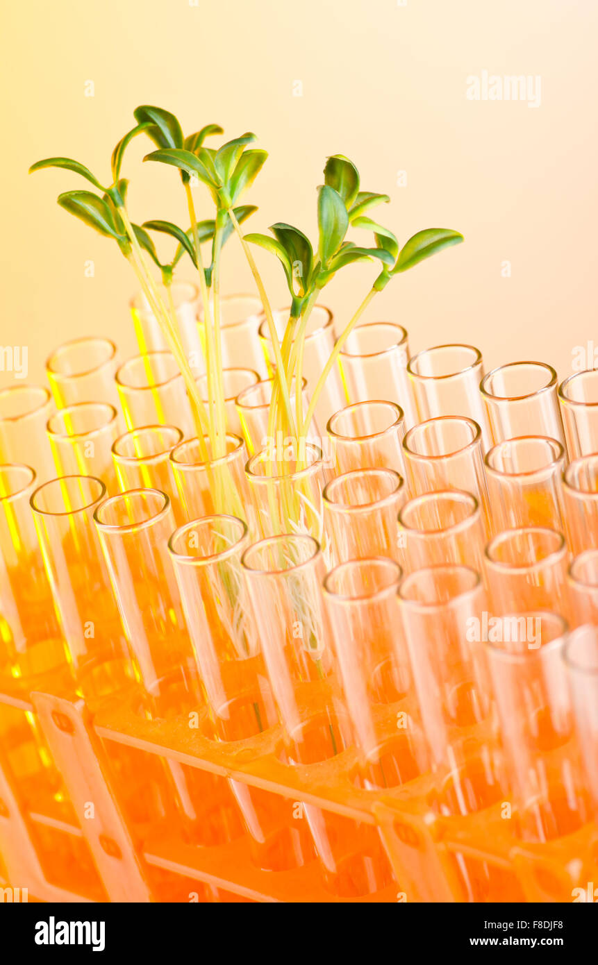 Experiment with green seedlings in the lab Stock Photo - Alamy
