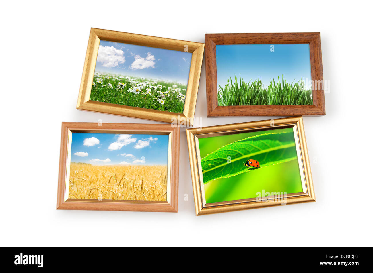 Nature field daisies in Cut Out Stock Images & Pictures - Alamy