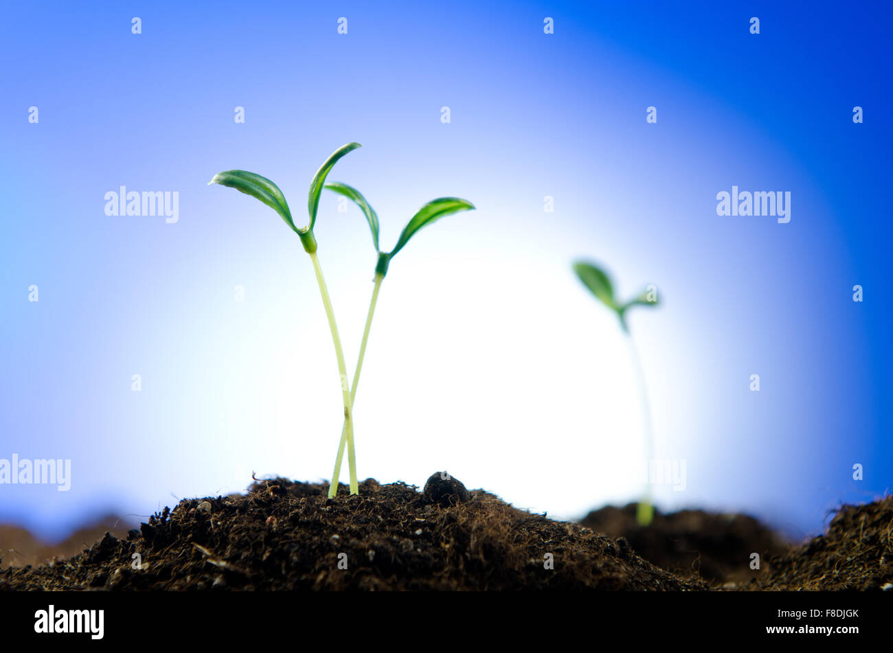 Green seedlings in new life concept Stock Photo - Alamy
