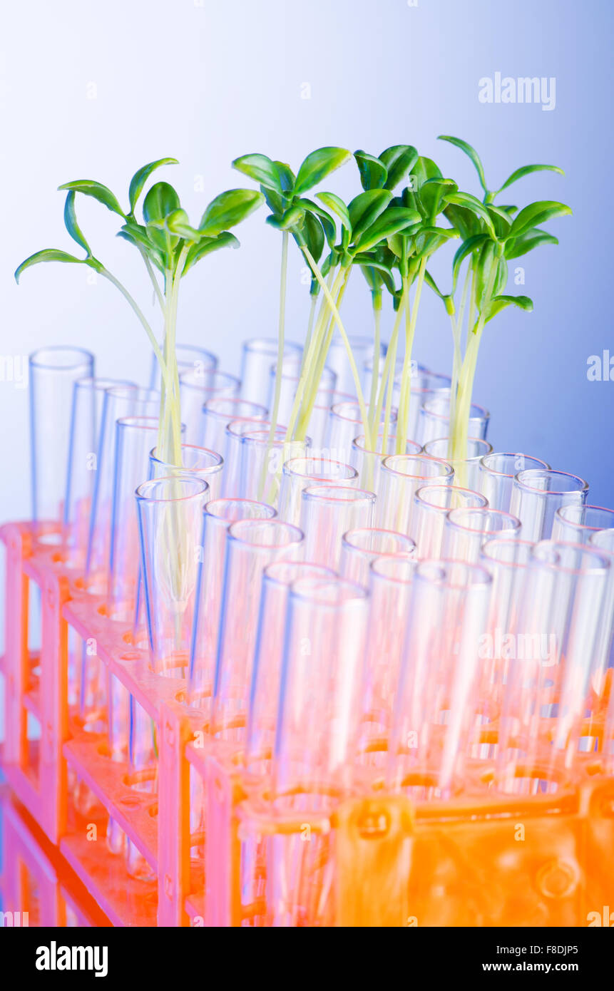 Lab experiment with green seedlings Stock Photo - Alamy