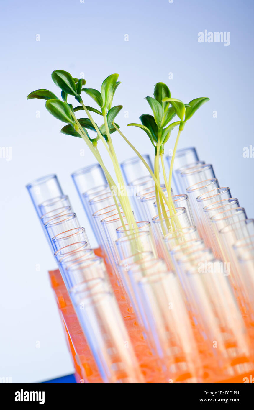 Experiment with green seedlings in the lab Stock Photo - Alamy