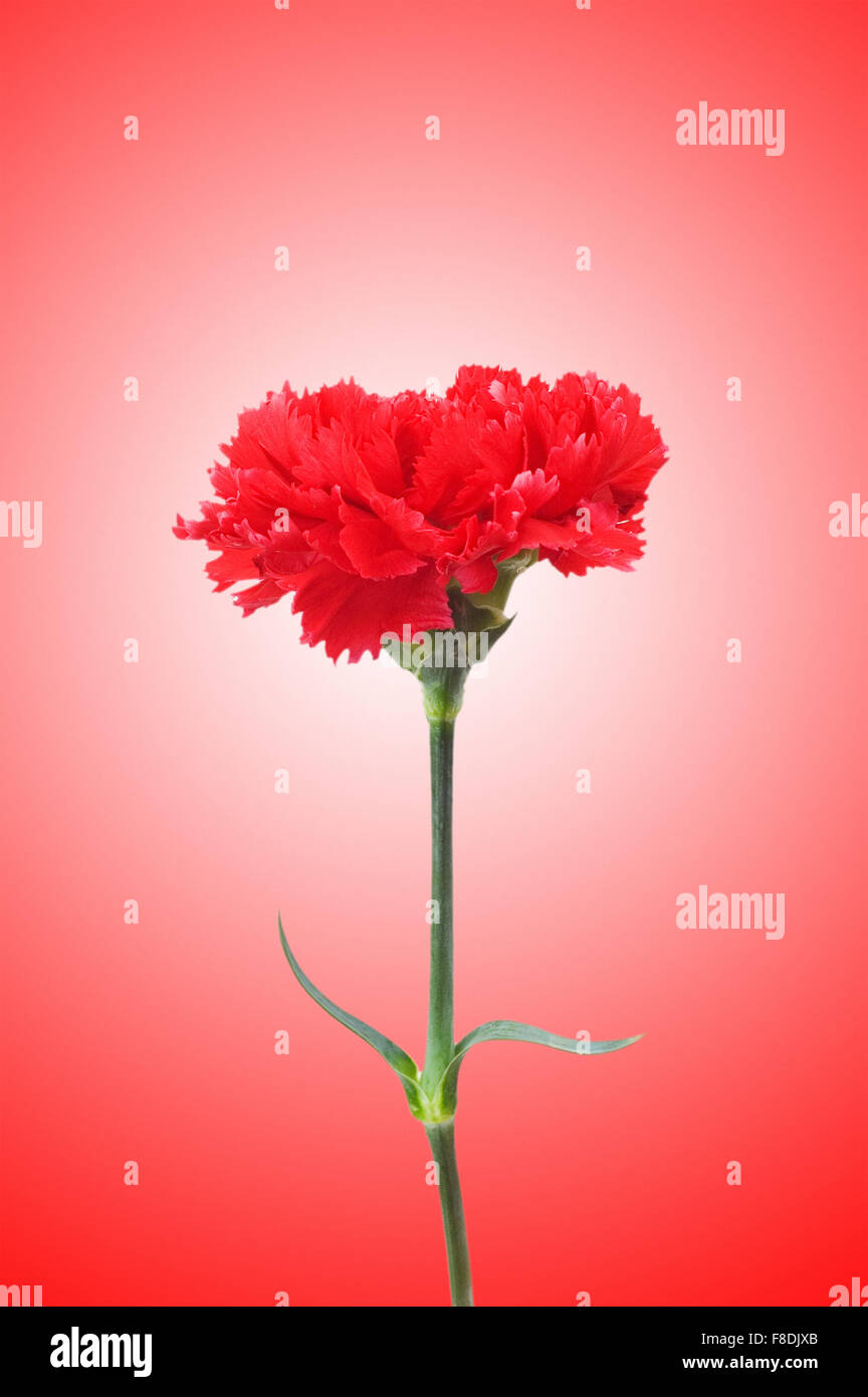 Carnation flower against gradient background Stock Photo - Alamy