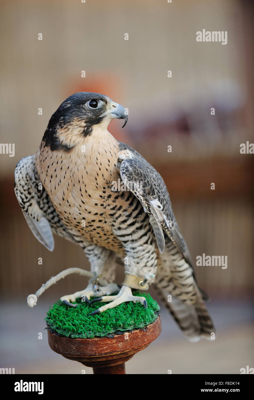 arabic bird falcon predator with sharp vision Stock Photo - Alamy