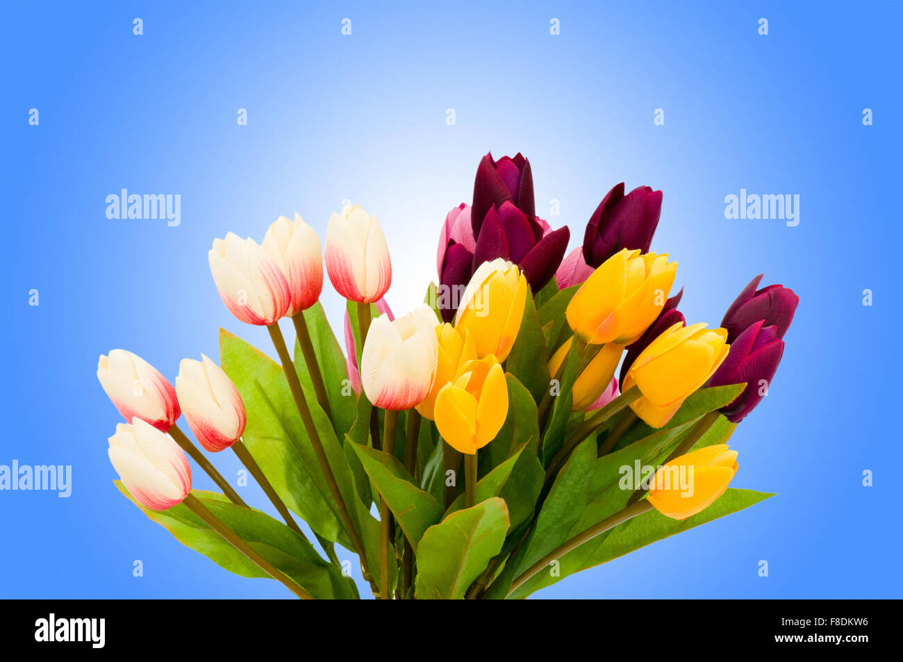 Tulip flowers on gradient background Stock Photo - Alamy Tulip flowers on gradient background Stock Photo - Alamy