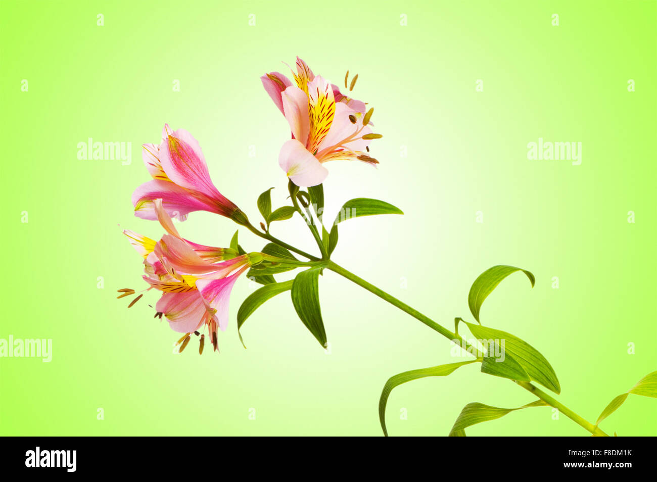 Colourful lilies against gradient background Stock Photo - Alamy