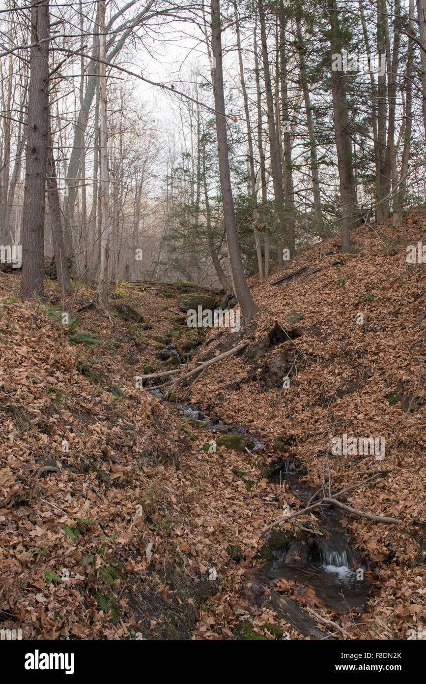 Forest Stream 2 Stock Photo - Alamy
