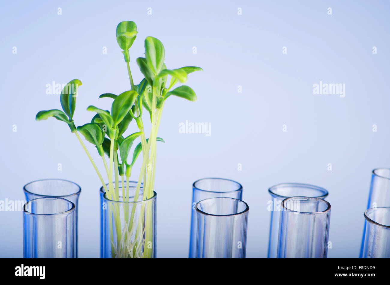 Experiment with green seedling in lab Stock Photo - Alamy