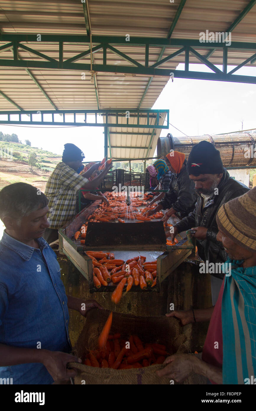 Workers cleaning carrots Stock Photo - Alamy