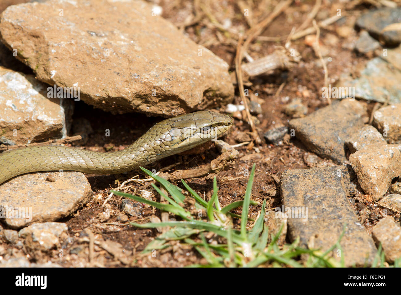 tree snake head Stock Photo - Alamy