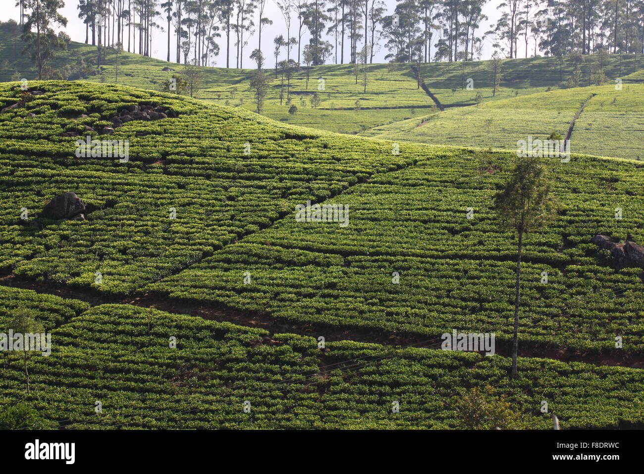 Sri lanka black tea plantation hi-res stock photography and images - Alamy