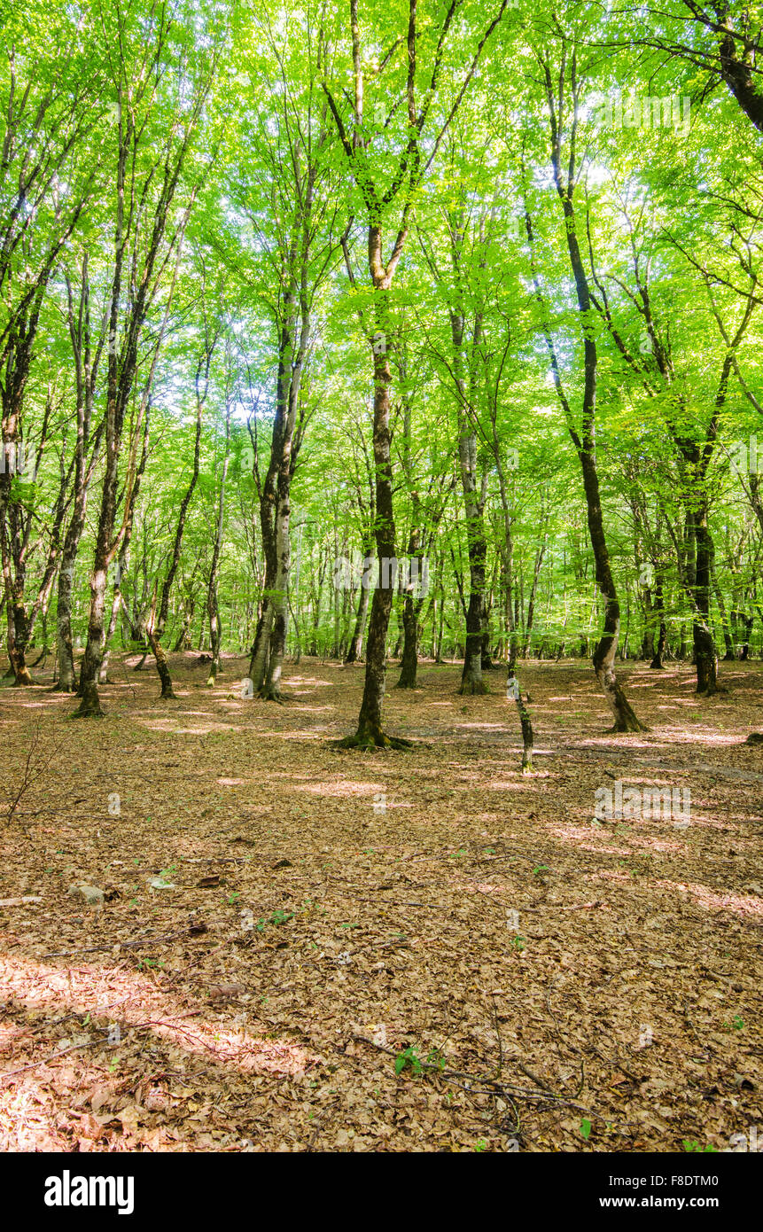 Green forest during bright summer day Stock Photo - Alamy
