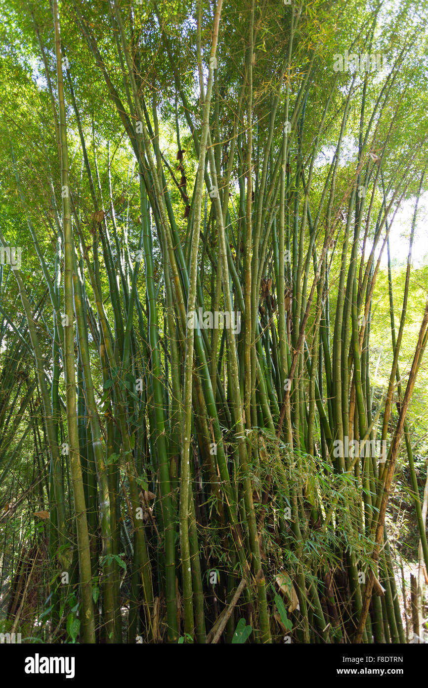 Bamboo forest colombia hi-res stock photography and images - Alamy