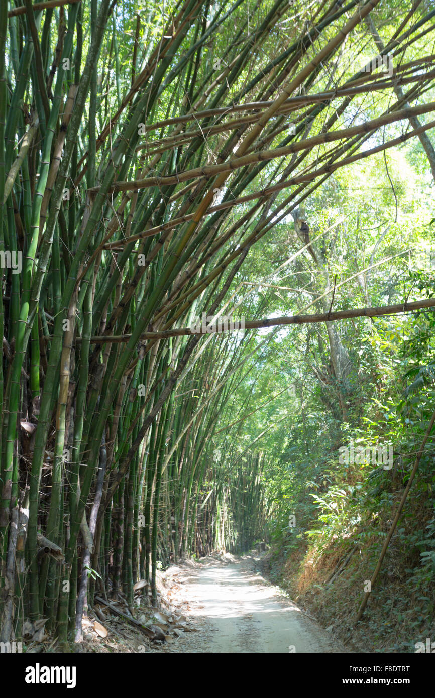Colombia forest hi-res stock photography and images - Alamy