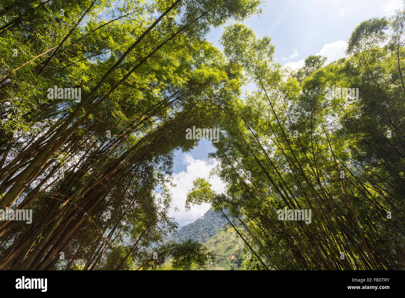 Bamboo forest colombia hi-res stock photography and images - Alamy