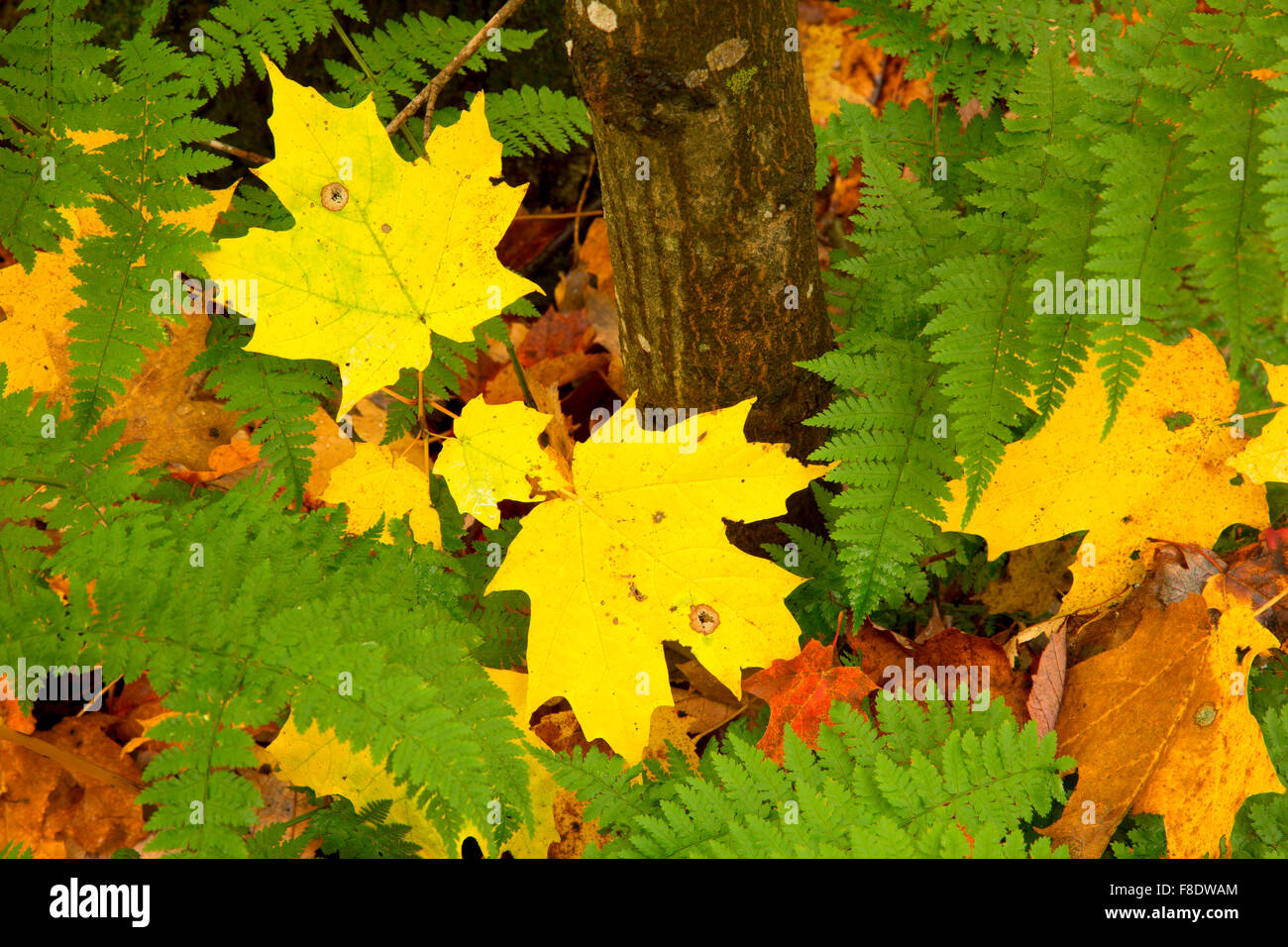 Maple leaves, Hiawatha National Forest, Michigan Stock Photo - Alamy