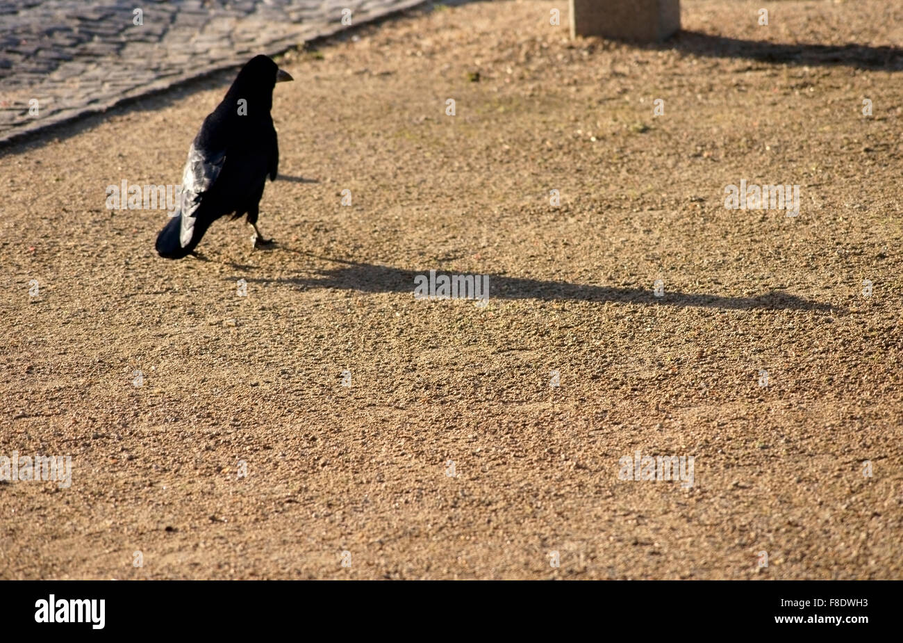 Crow cast shadow Stock Photo - Alamy