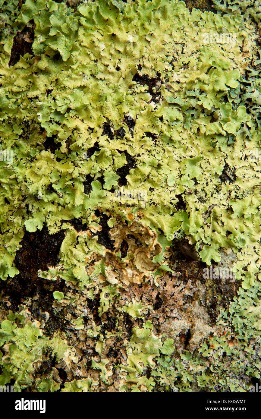 Lichen falls hi-res stock photography and images - Alamy