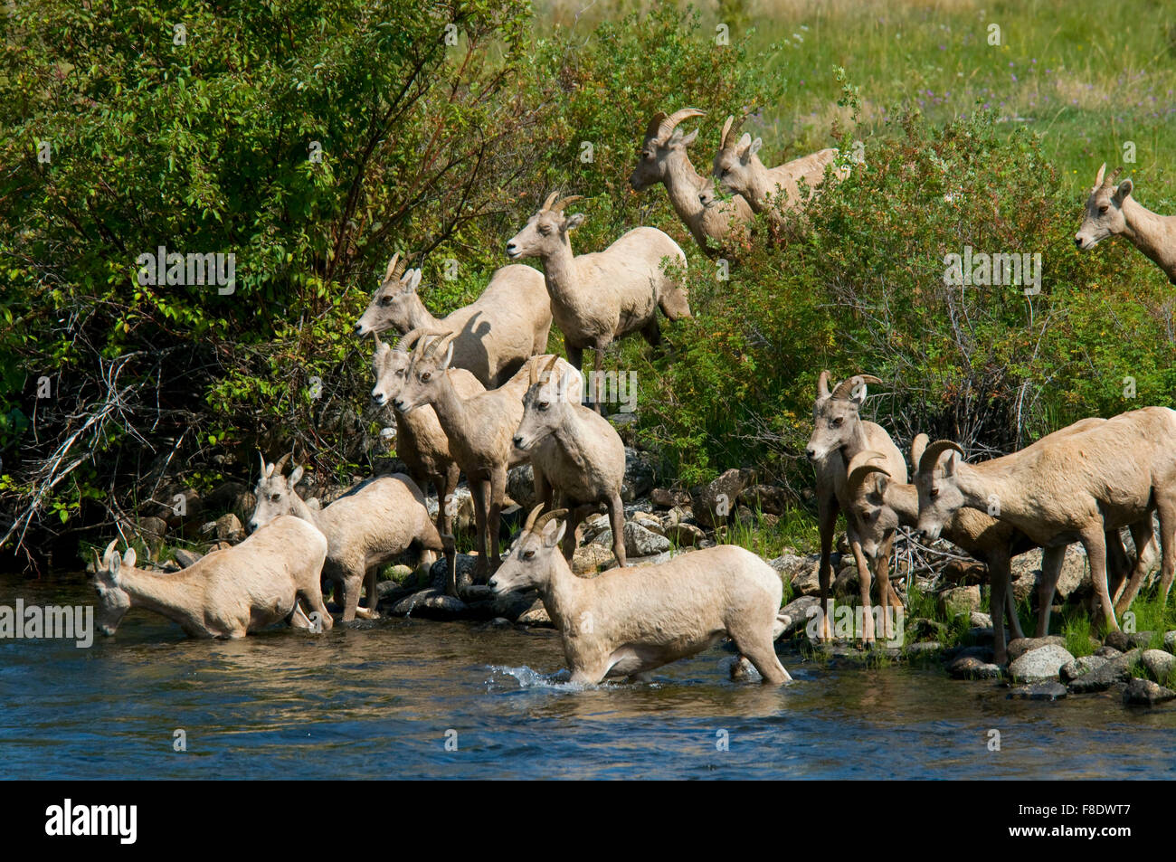 Bighorn sheep crossing East Fork Bitterroot River, Ravalli County, Sula ...