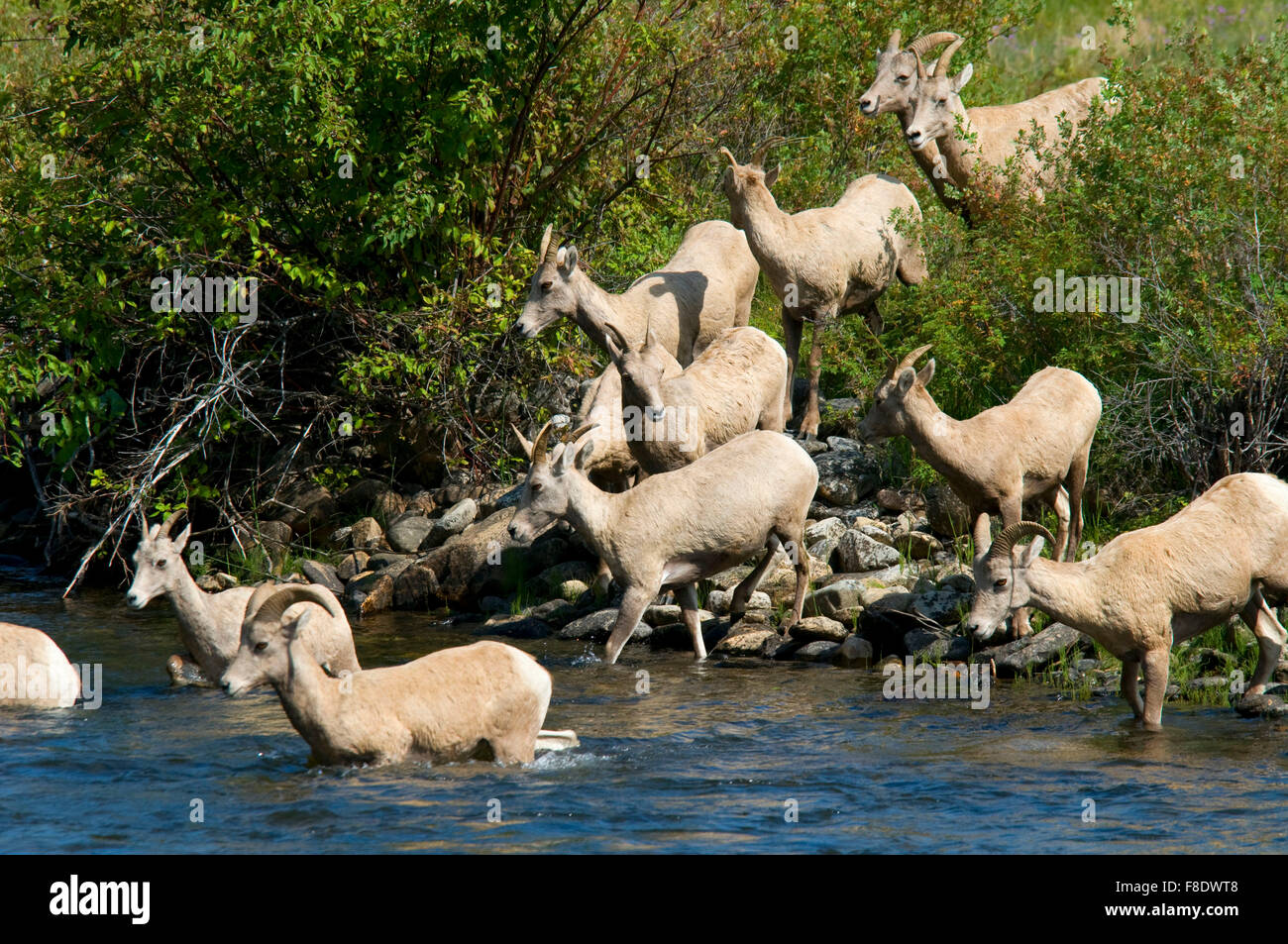 Sula River High Resolution Stock Photography and Images - Alamy
