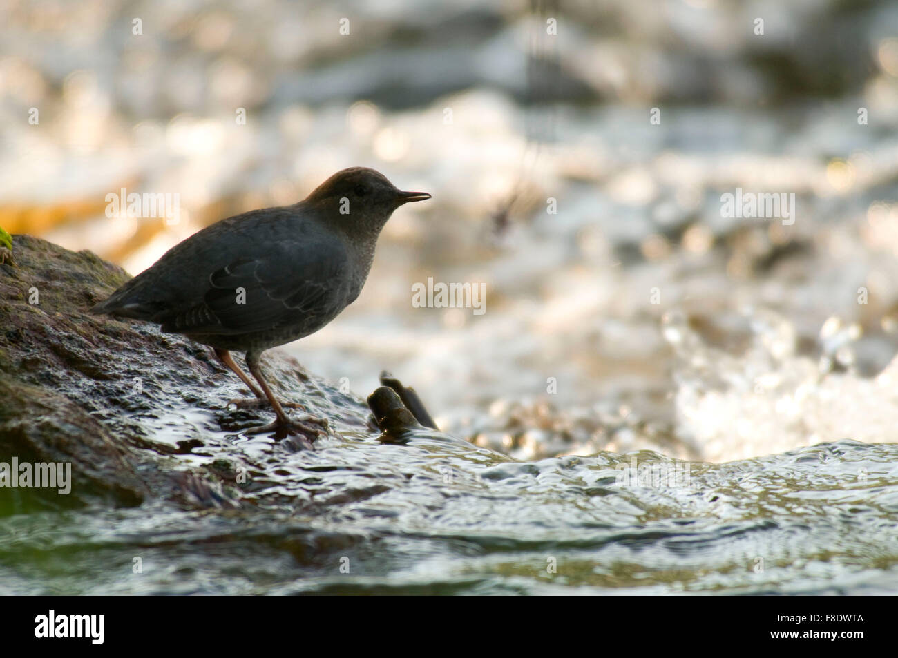 Water Ouzel High Resolution Stock Photography and Images - Alamy