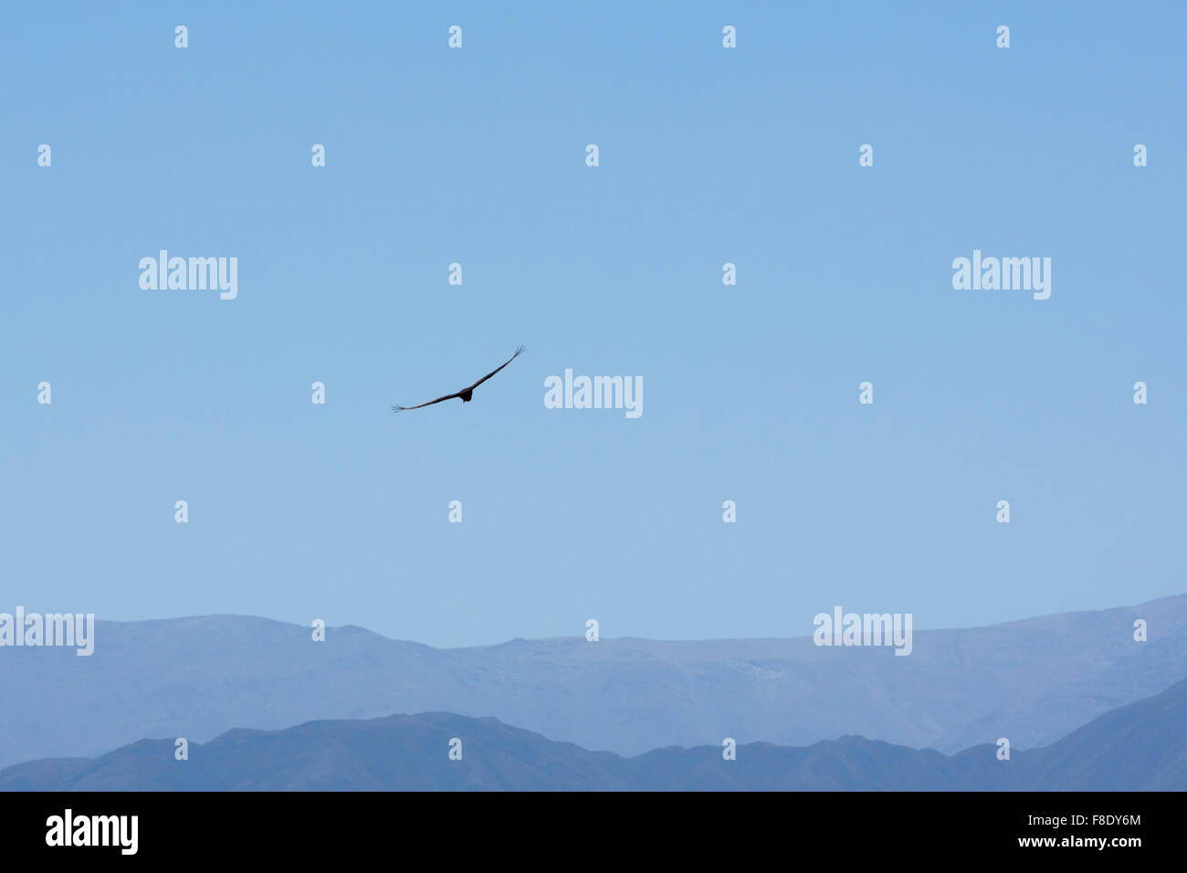 Flying condor hi-res stock photography and images - Alamy