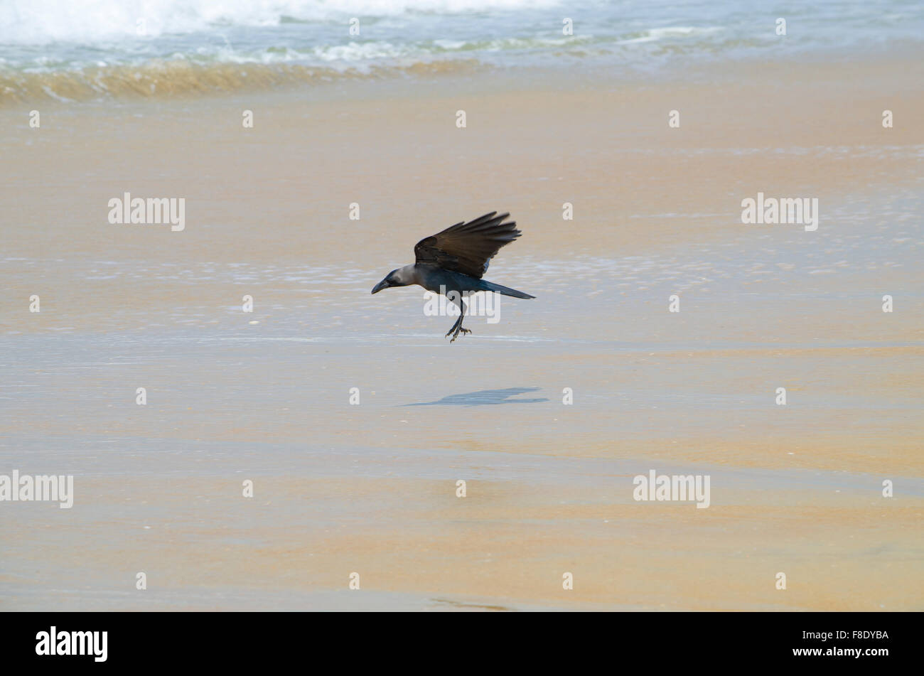 Crow landing hi-res stock photography and images - Alamy