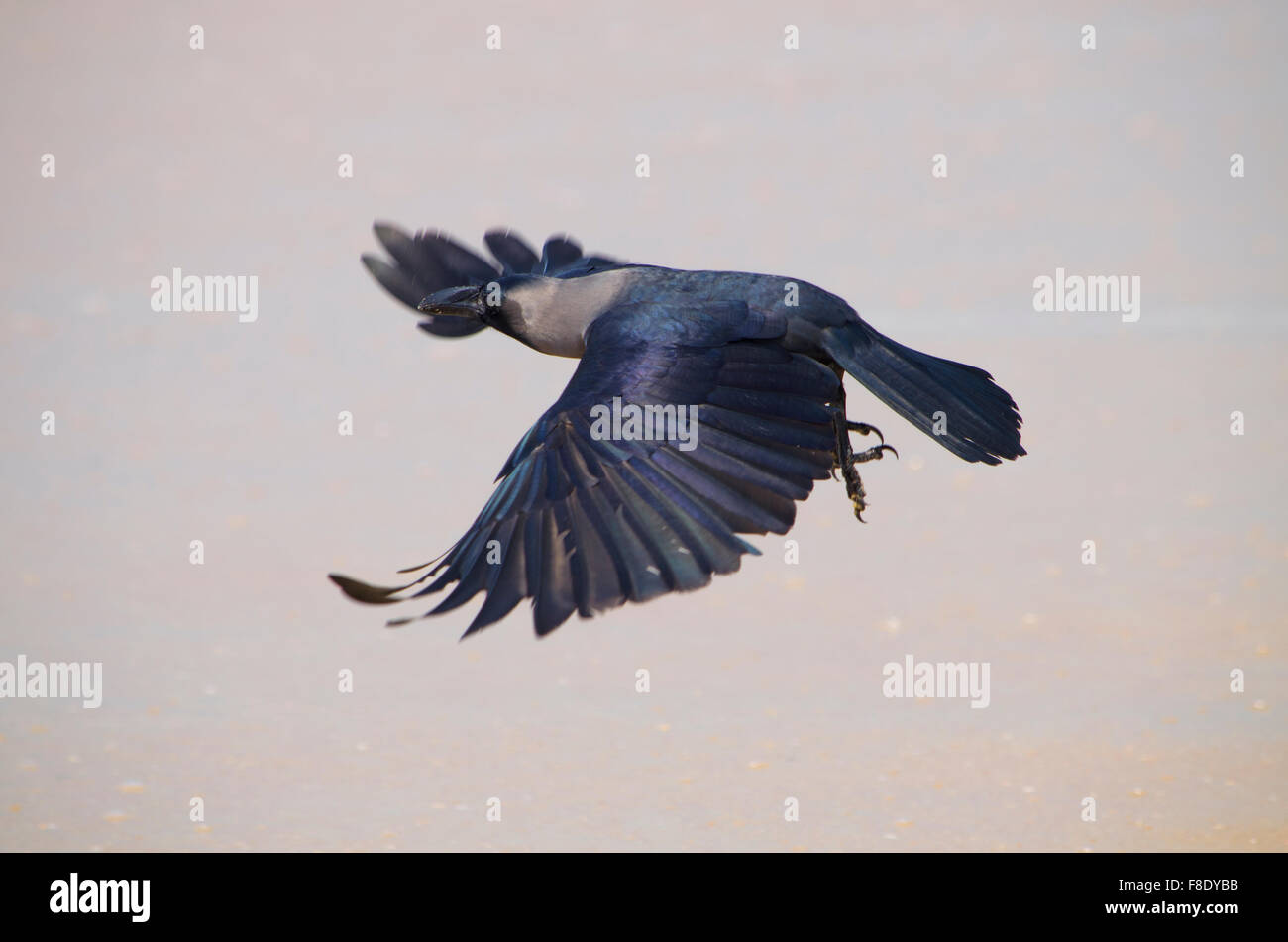 Crow landing hi-res stock photography and images - Alamy
