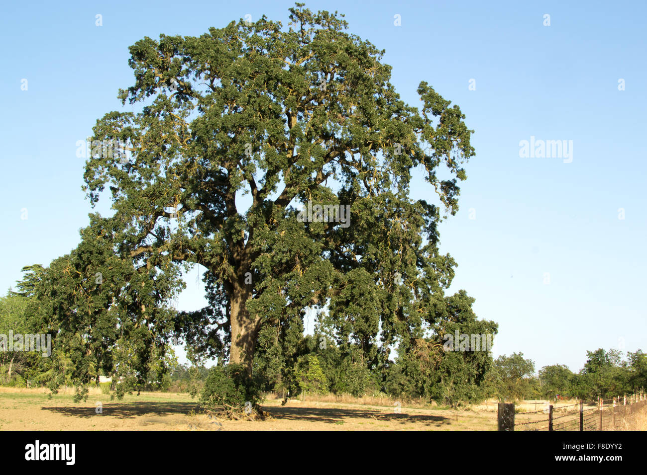 Blue Oak In Chaparral